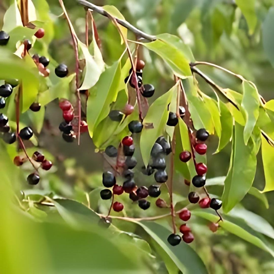 2 Black Rum Cherry Trees,1- 2ft Tall Now, Live Trees Wine Jelly - Etsy
