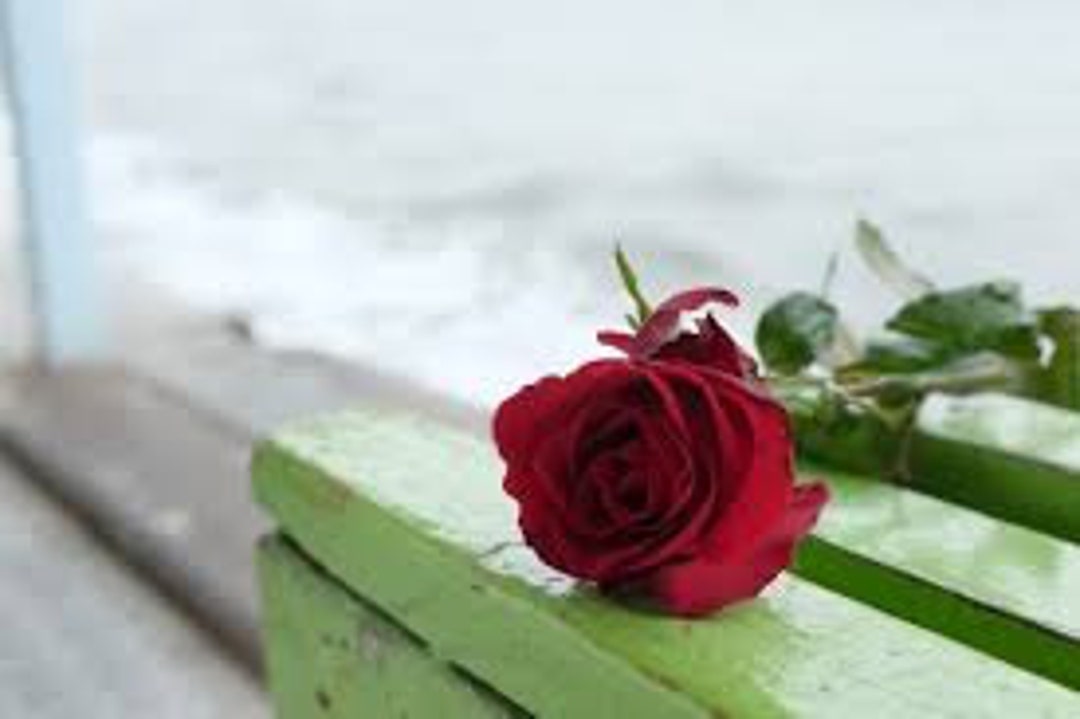 Fake Cremated Remains Wood Ash 1 Pound Memorial Say Goodbye to Human or ...