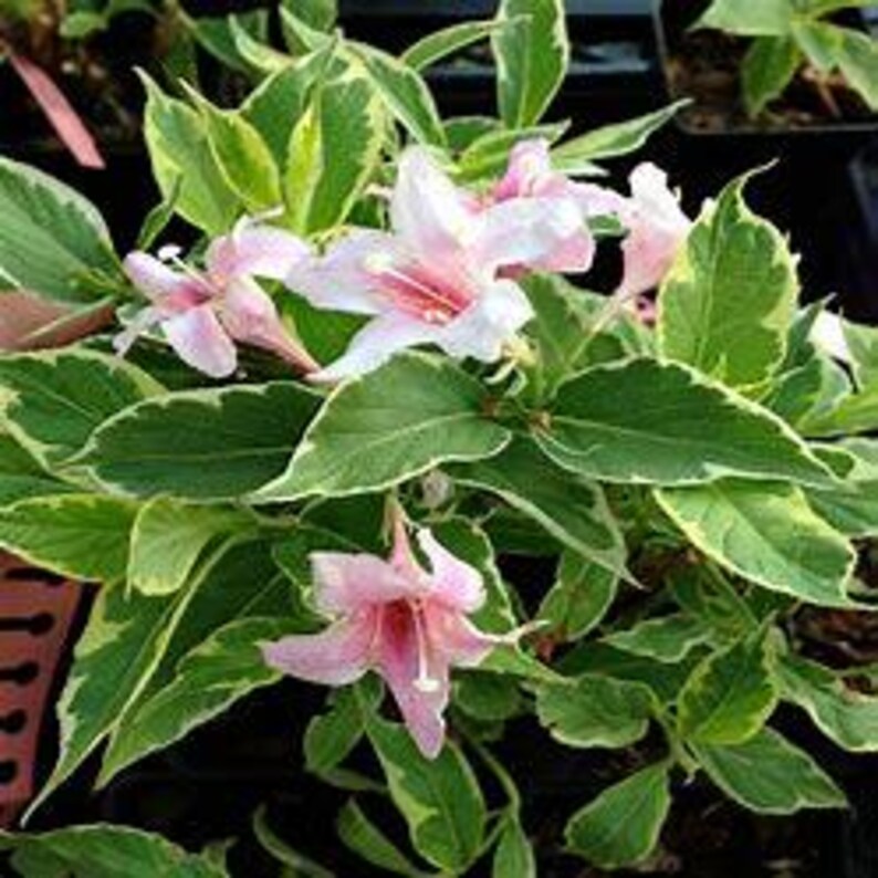 8 Tulip Poplar Tree Cuttings! Grow Your Own Trees! Easy Instructions ...