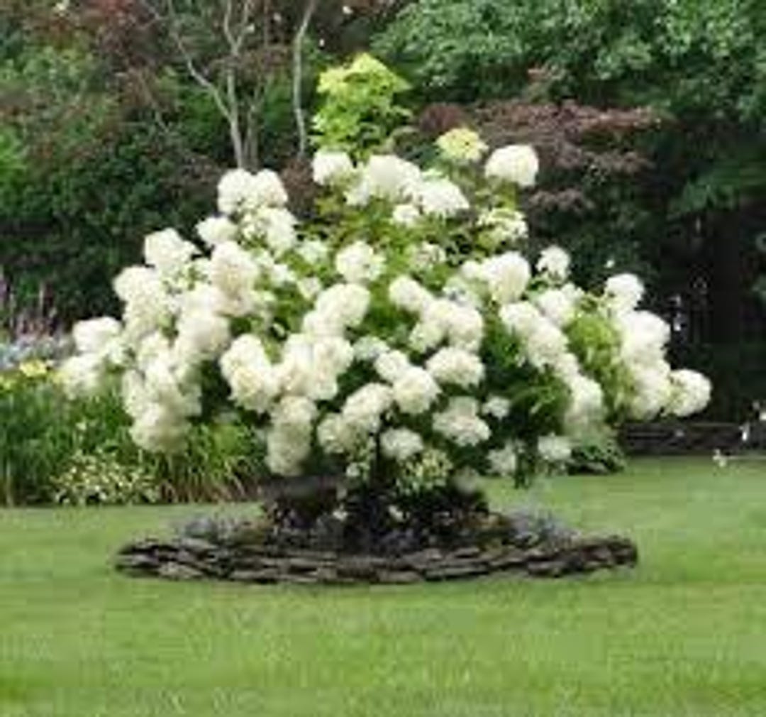 2 Japanese Snowball Bushes 1-2ft Tall Now Live Shrubs Ready to Plant ...