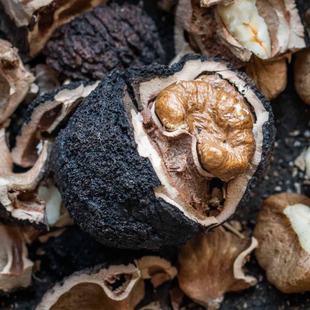 Giant JUMBO Black Walnuts in Shell — Extra-large Wild Indiana Nuts by ...