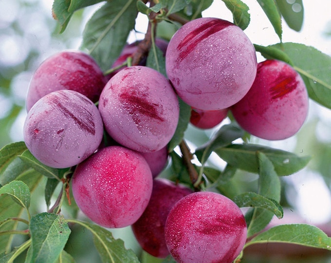 1 Santa Rosa Plum Tree 2-3 Ft Tall Now SWEET Fruit Quick Producer ! - Etsy