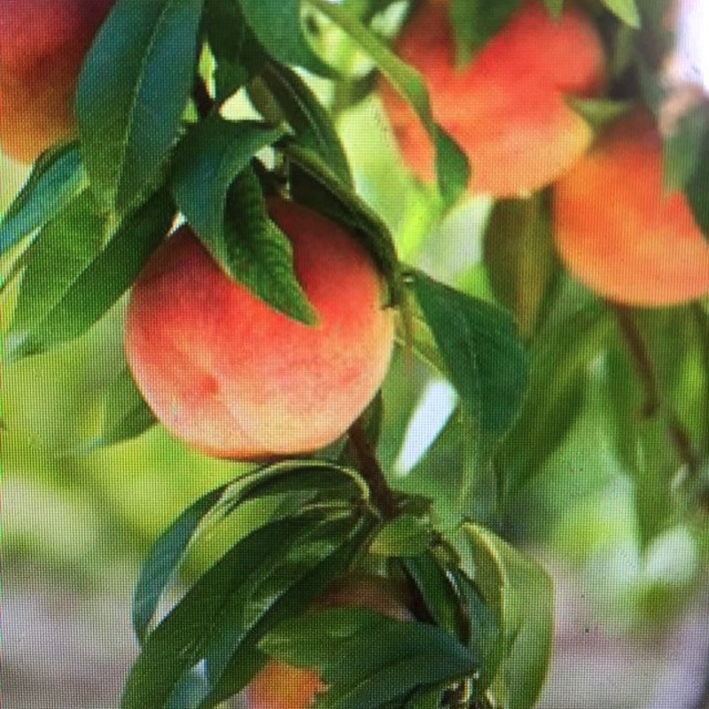 Georgia Peach - Etsy