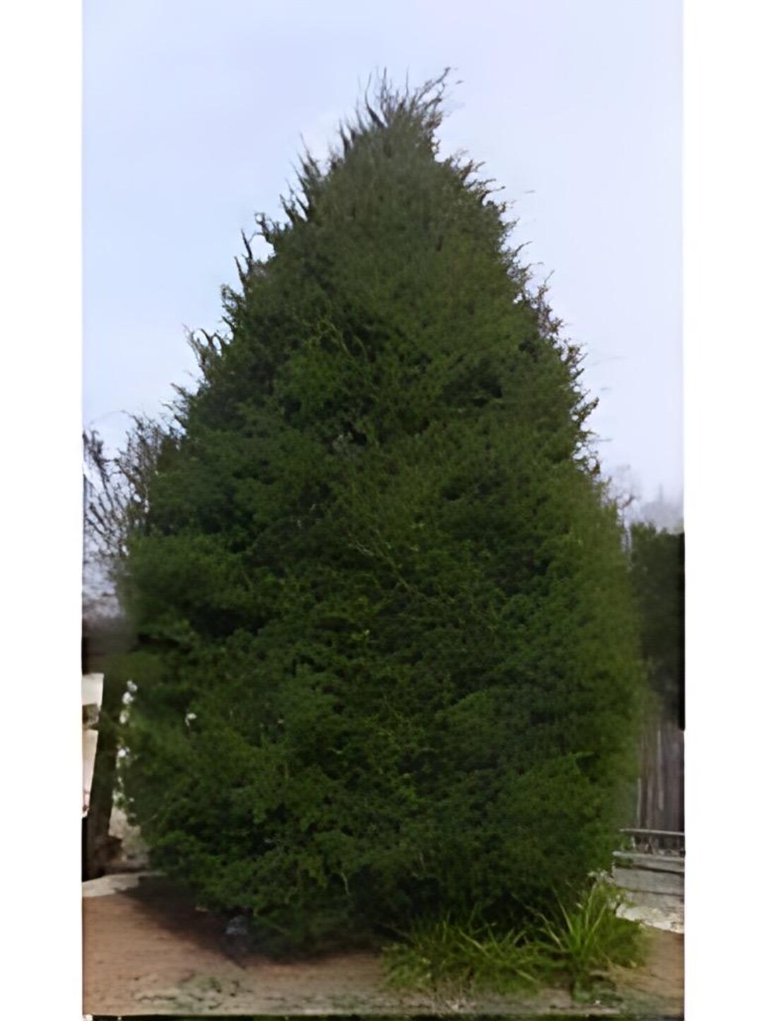 Real EASTERN Red Cedar Tree Branches, Freshly Cut, Wreaths, Garlands ...