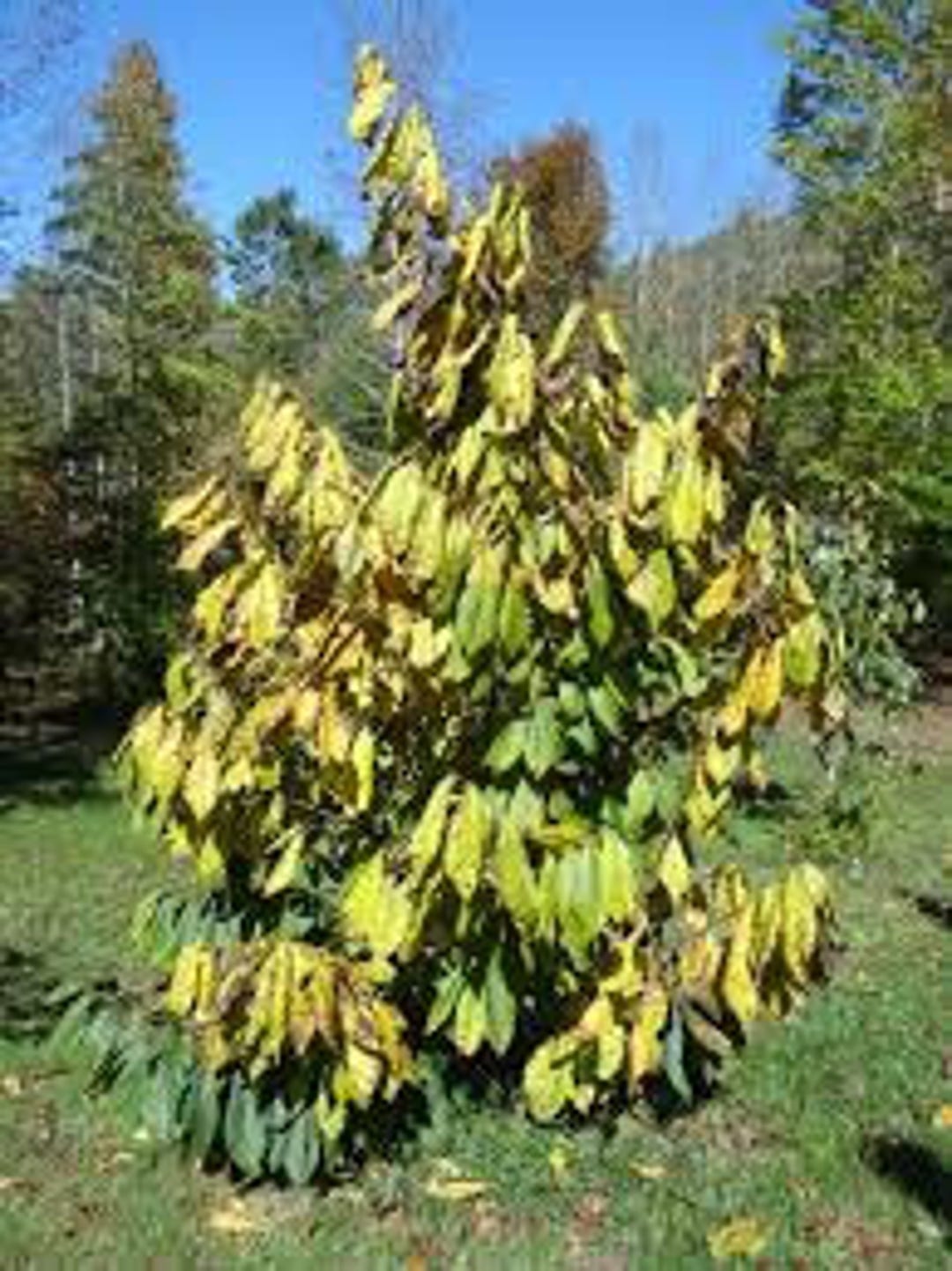 Fruit Tree Package, 6 Paw Paw Trees Live Trees,6 to 12 Inches Tall.live ...