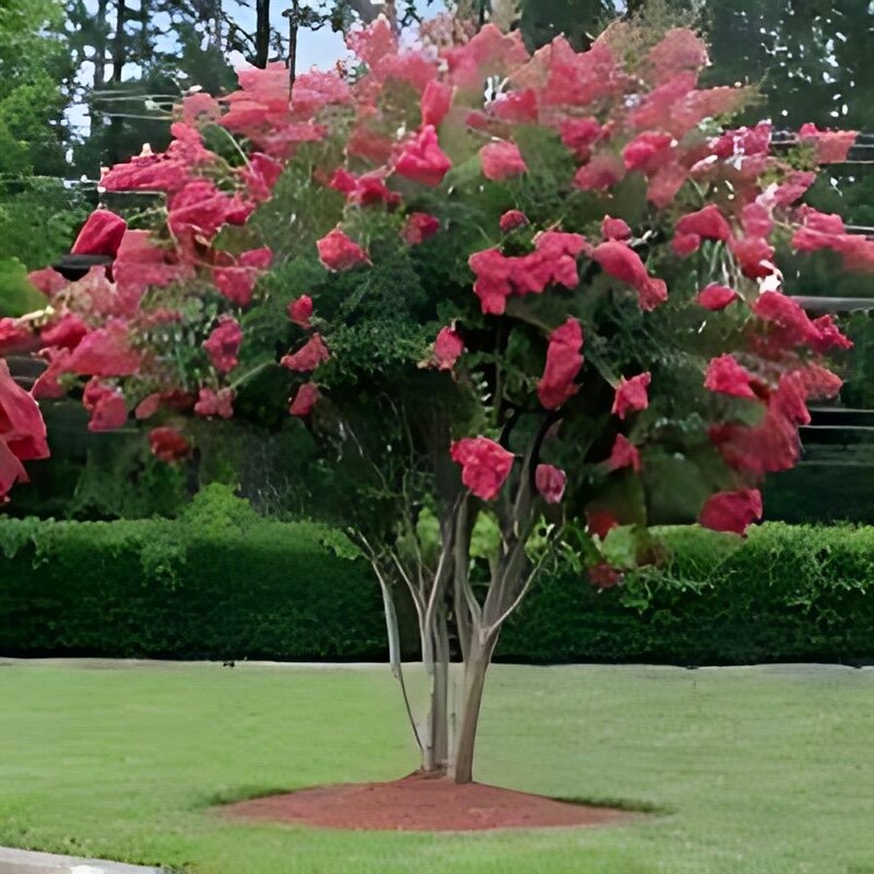 Myrtle Tree - Etsy