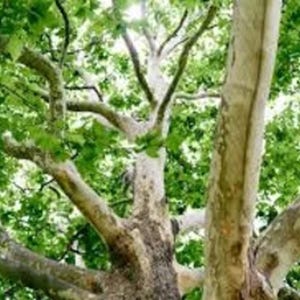 Sycamore Tree, 2-3 Ft Tall Now Beautiful in All Seasons - Etsy