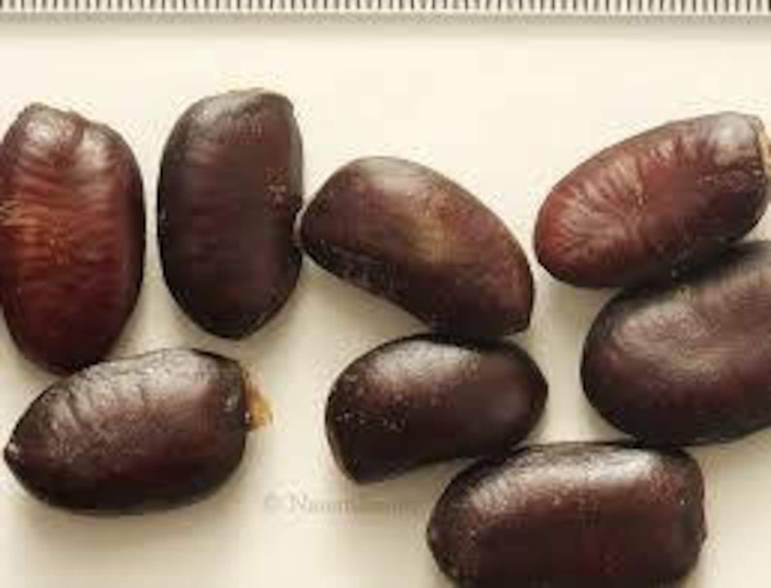 10 Paw Paw Tree Seeds Indiana Banana - Etsy