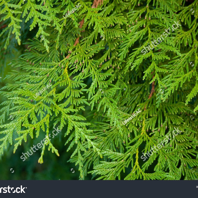 Eastern Red Cedar Tree - Etsy