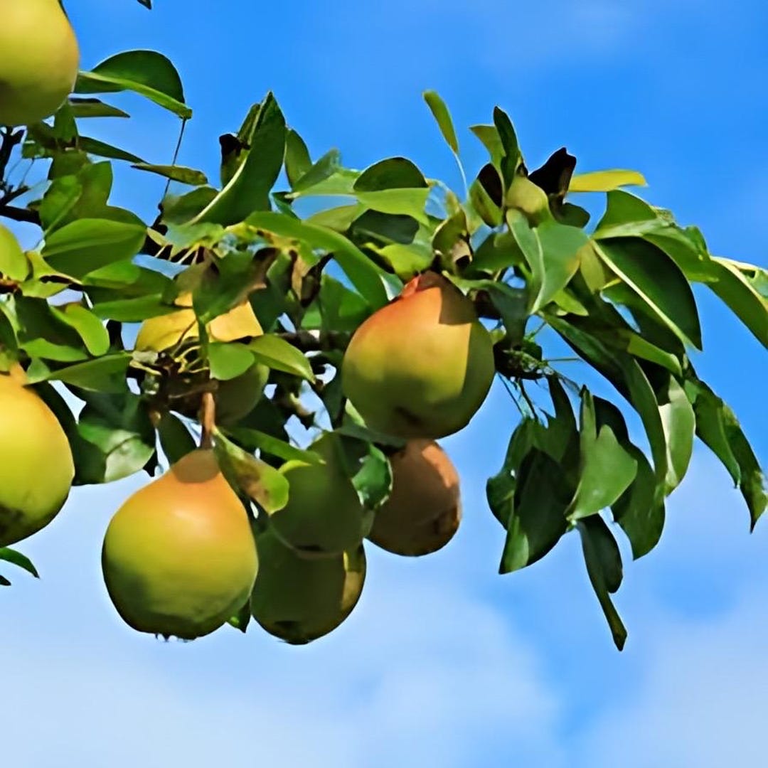 3 AYERS PEAR Trees 2-4 Ft TALL Live Tree - Etsy