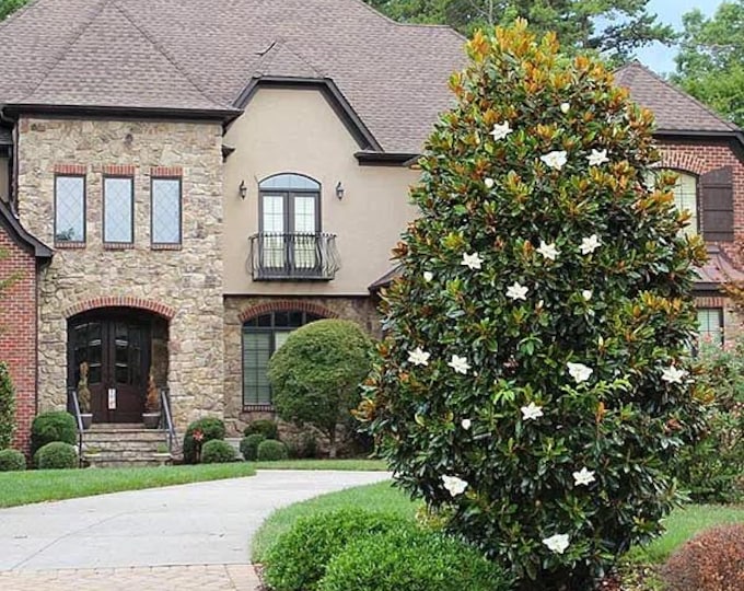 Sweetbay Magnolia Tree 2ft Tall Now Flowering Tree Ready to Plant Now ...