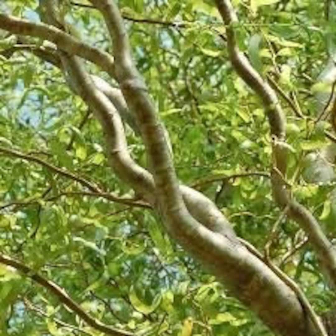 6 Corkscrew Willow Trees 2 to 4 Ft Tall Now Fast Growing Twisted Beauty ...