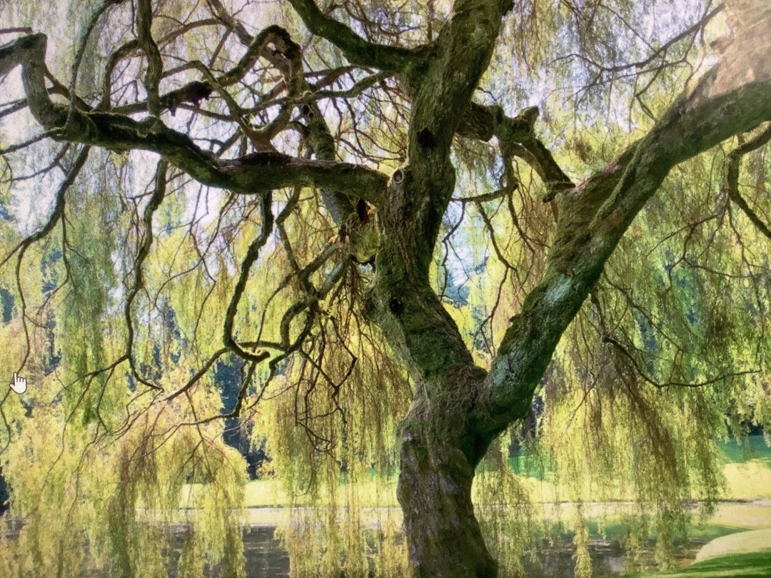 2 Weeping Willow Trees 2-4 Ft Tall Now Cascading Branches Fast Growing ...