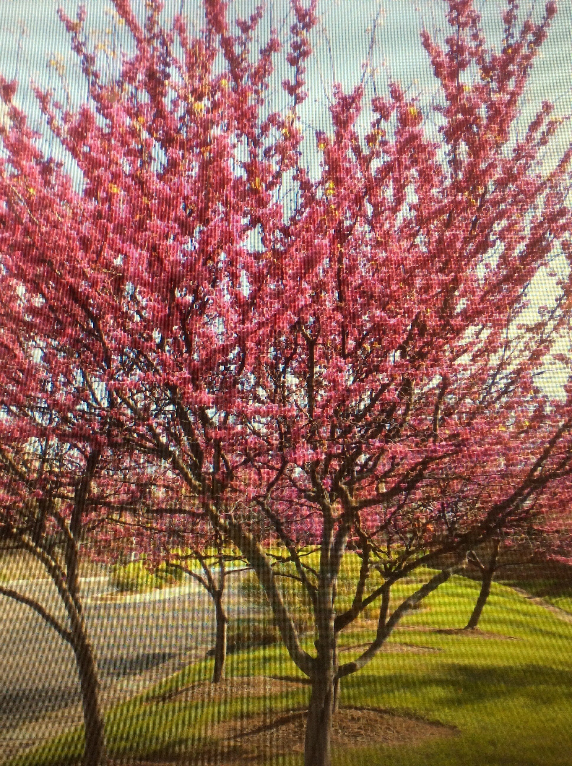 8 Redbud Tree Cuttings | Grow Your Own, Easy Instructions - Etsy