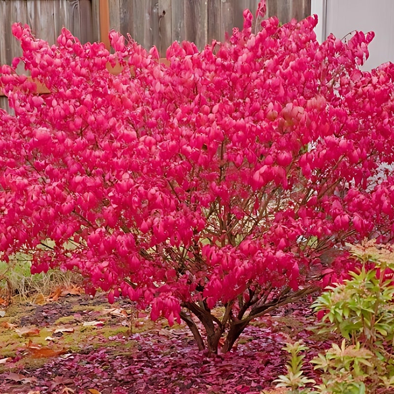 Burning Bush Live Plant - Etsy