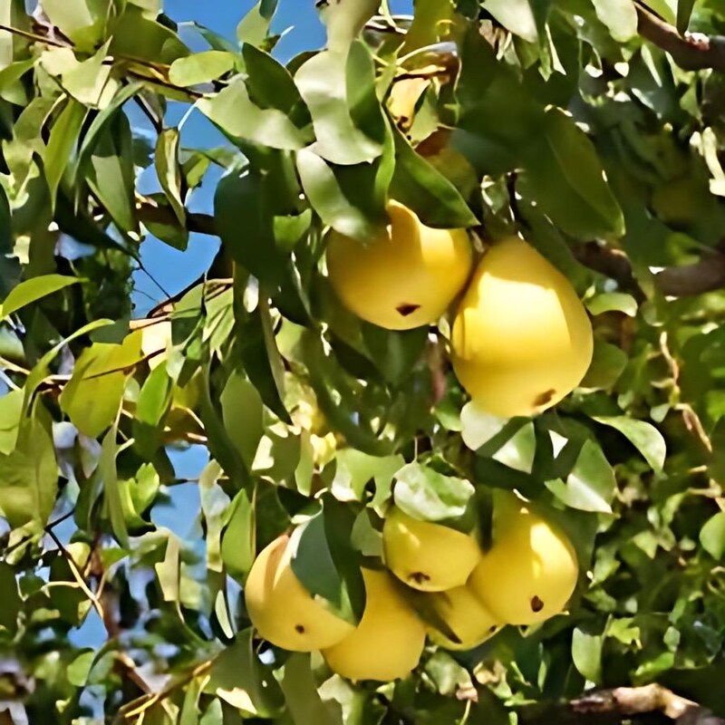Pear Tree - Etsy