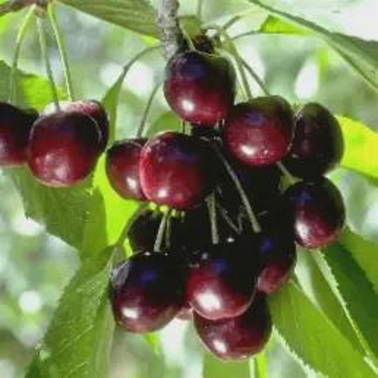 15 Sweet Cherry Tree Seeds ~beautiful Edible and Easy - Etsy