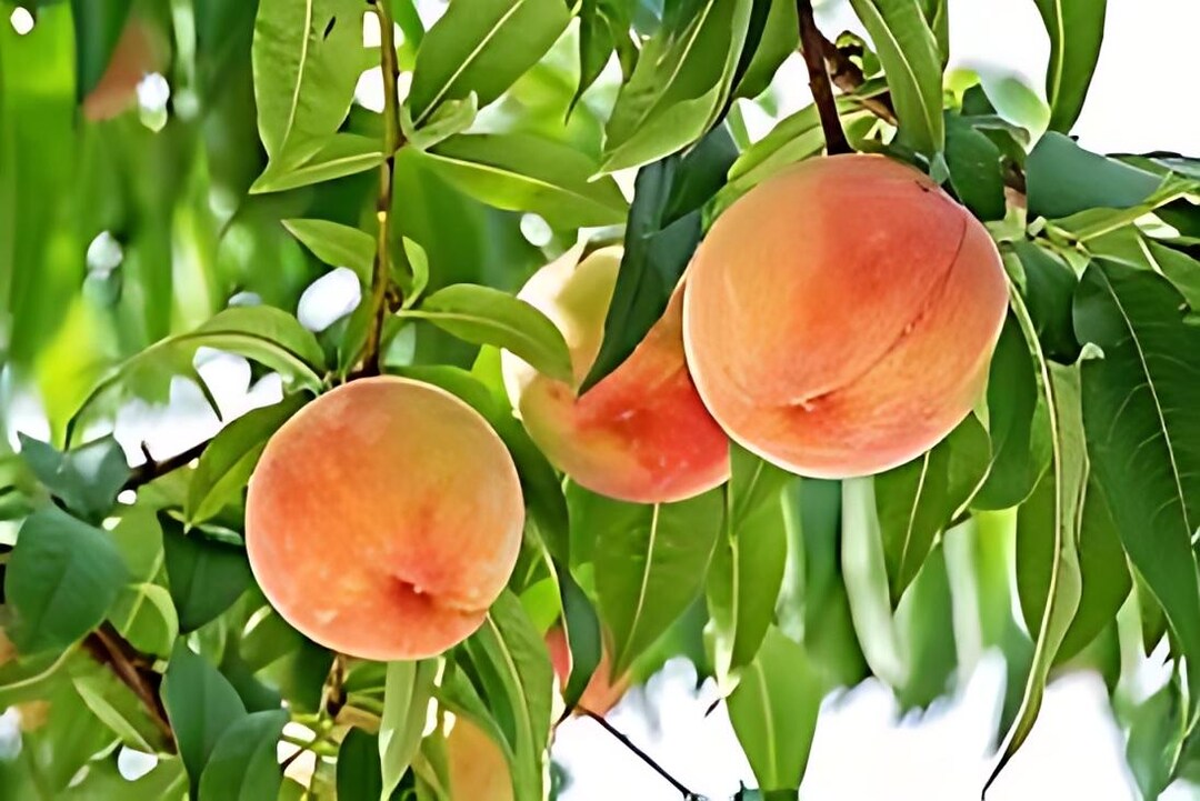 ONE Nice Live Dixieland Peach Tree 1 to 2 Feet Tall Sweetest Peach ...