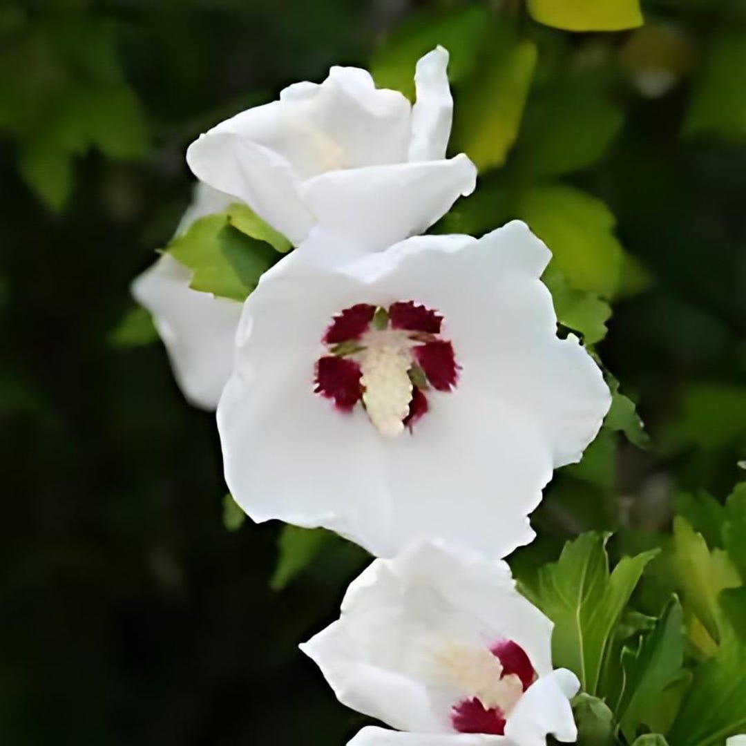 2 Beautiful White Rose of Sharon Trees 2ft Tall Beautiful Blooms Althea ...