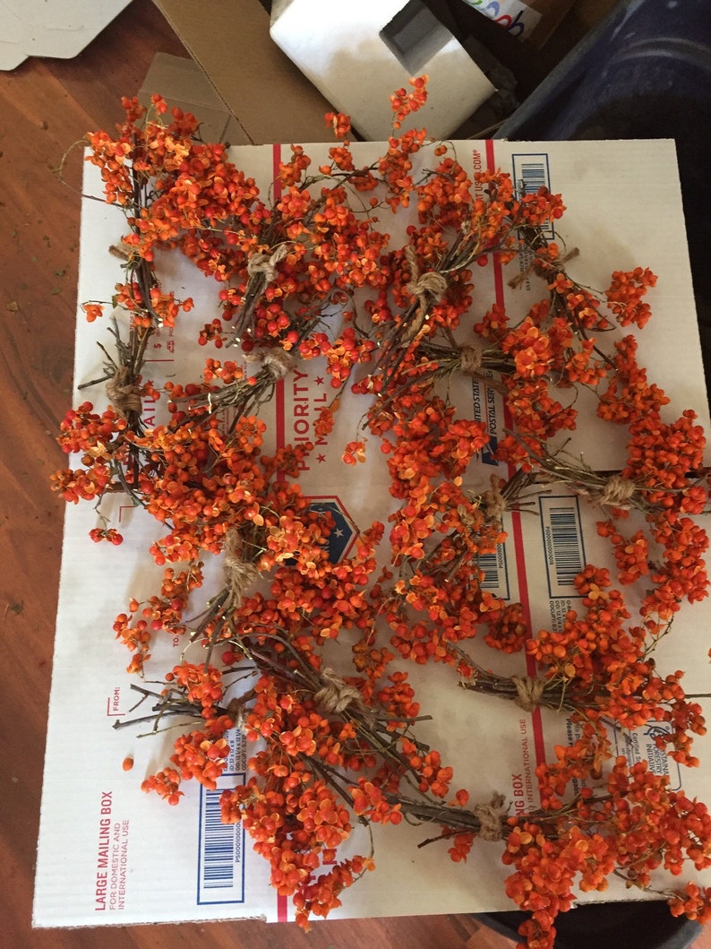 25 American Bittersweet Seeds! Beautiful Berries, Fall Decorations ! - Etsy