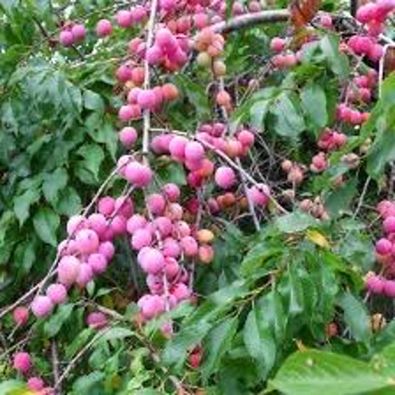 2 American Plum Trees – 24” Bare Root Seedlings • Native Fruit Tree ...