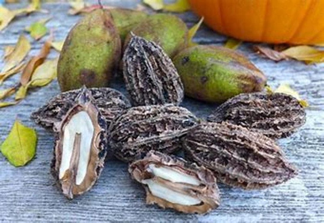 White Walnuts (butternuts) in Shell — Fresh Indiana Harvest — Sold by ...