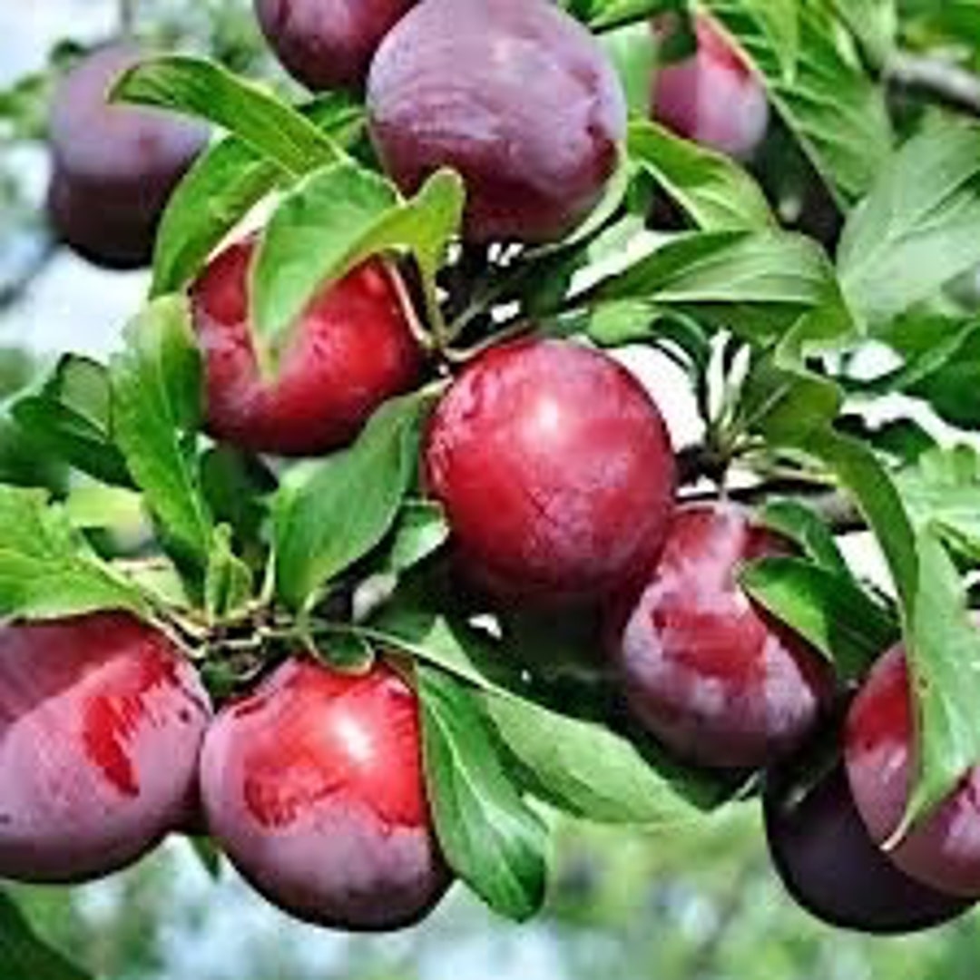 2 American Plum Trees 2 Ft Tall Live Plum Fruit Trees Ready to Plant ...