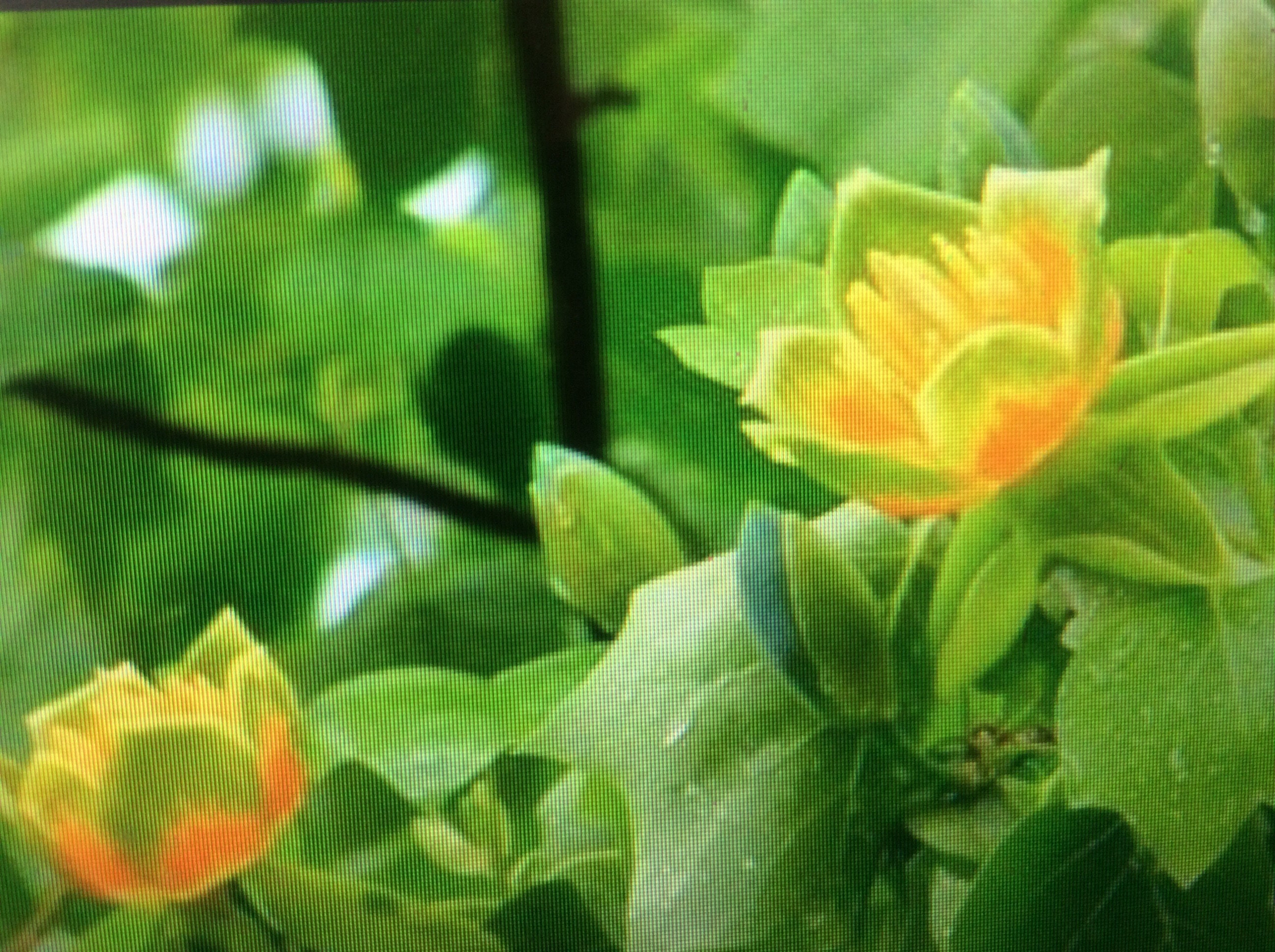 8 Tulip Poplar Tree Cuttings! Grow Your Own Trees! Easy Instructions ...