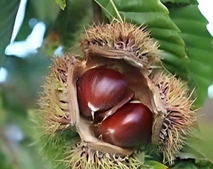 5 Chinese Chestnuts - Etsy