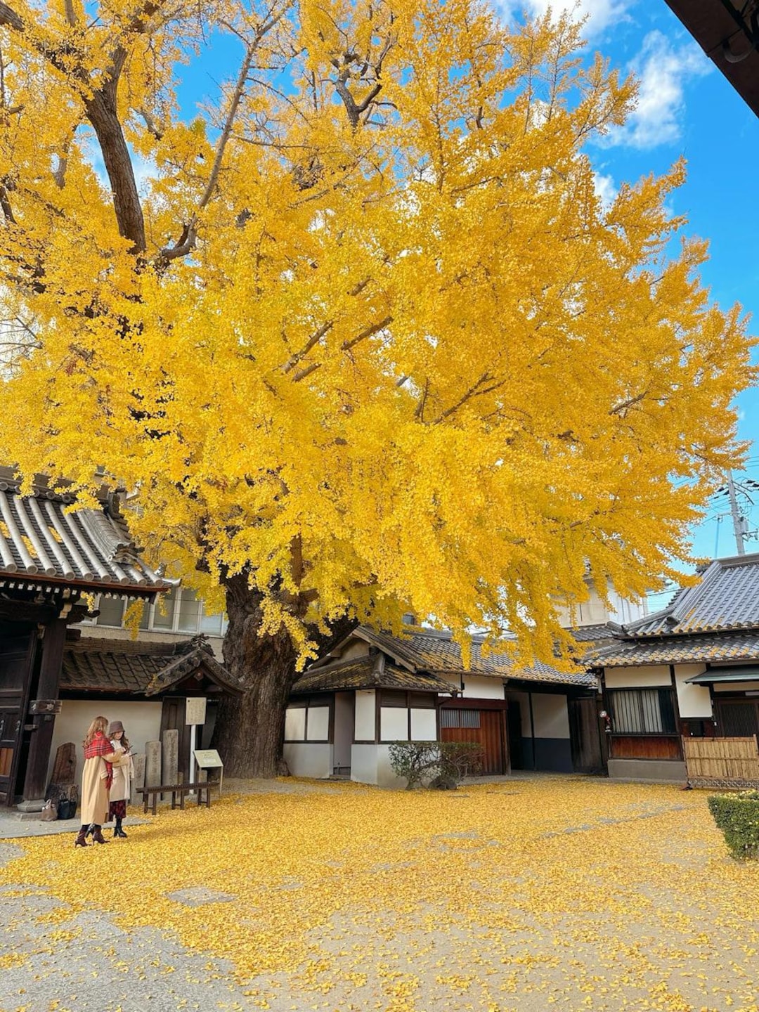 Live Ginkgo Biloba Sapling | 12–24 Inch Bare Root Tree | Golden Fall ...