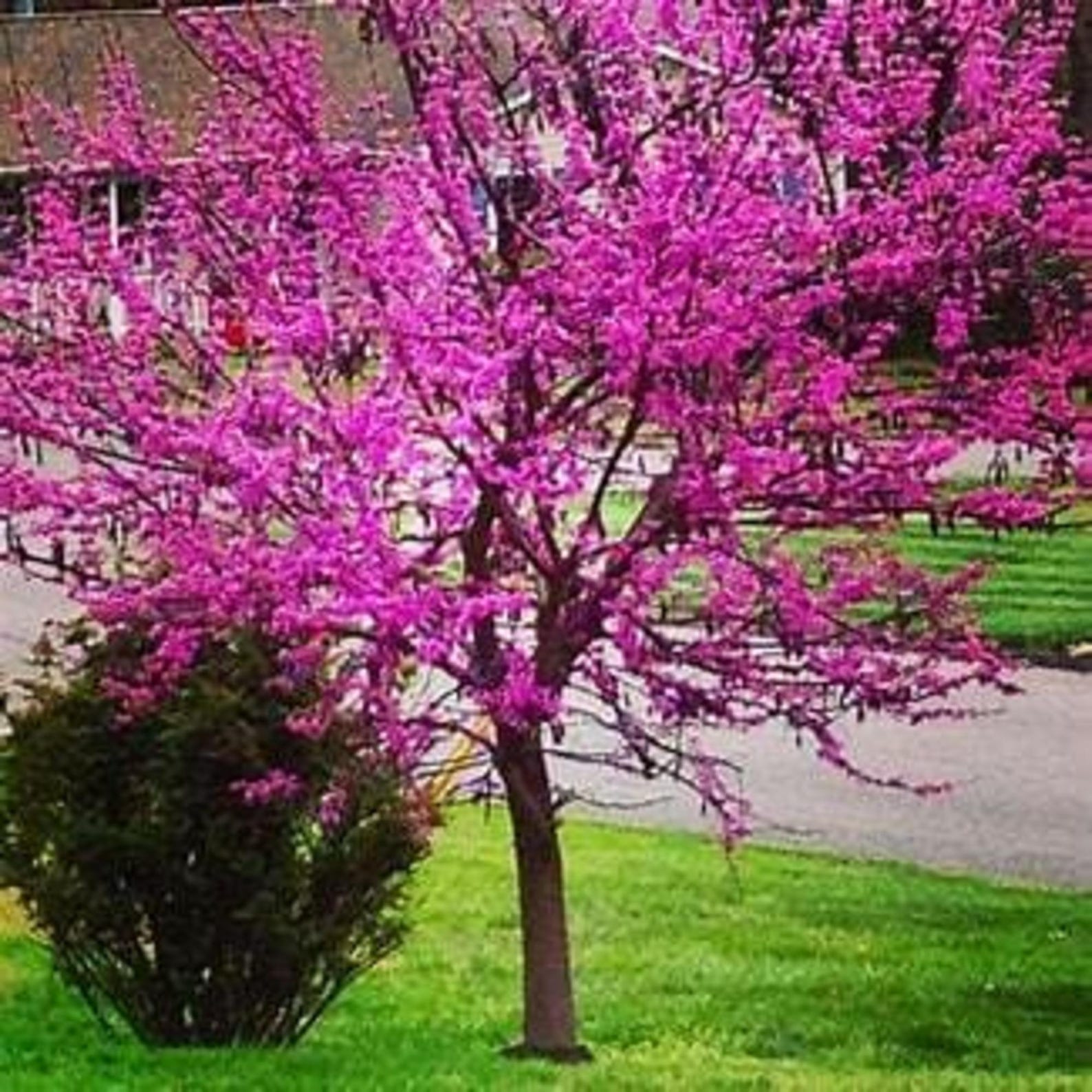 8 Redbud Tree Cuttings | Grow Your Own, Easy Instructions - Etsy