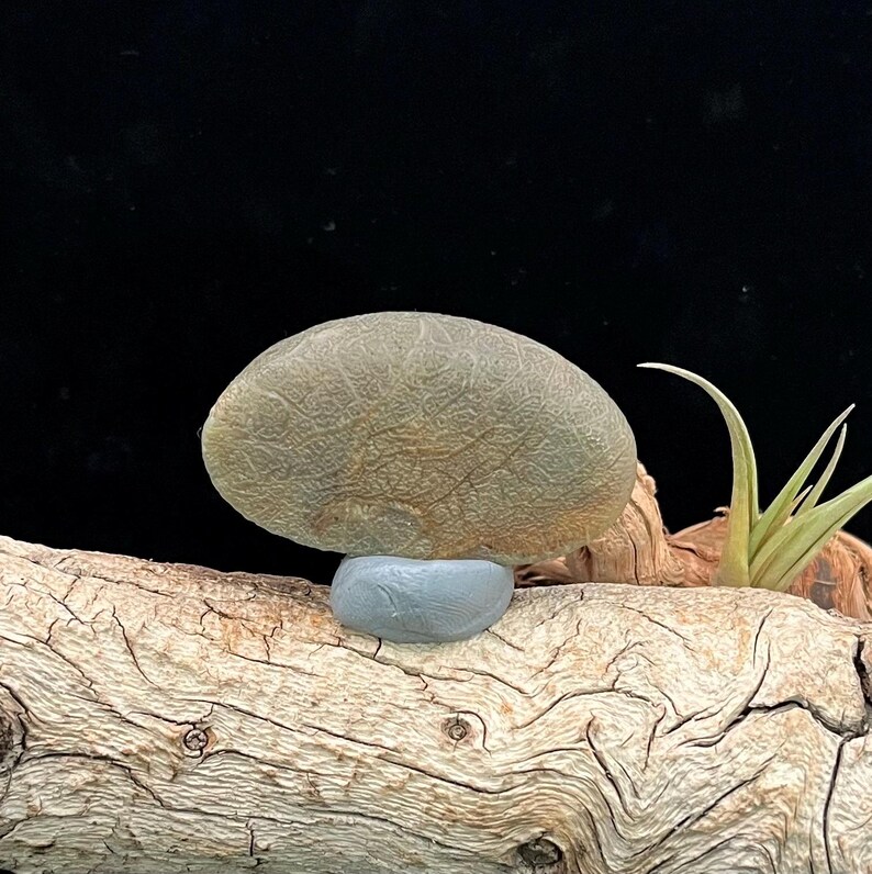 Alxa Gobi Desert -an Oval-shaped Gobi Stone Covered With Natural Grain ...