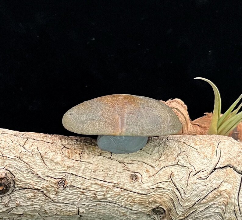 Alxa Gobi Desert -an Oval-shaped Gobi Stone Covered With Natural Grain ...
