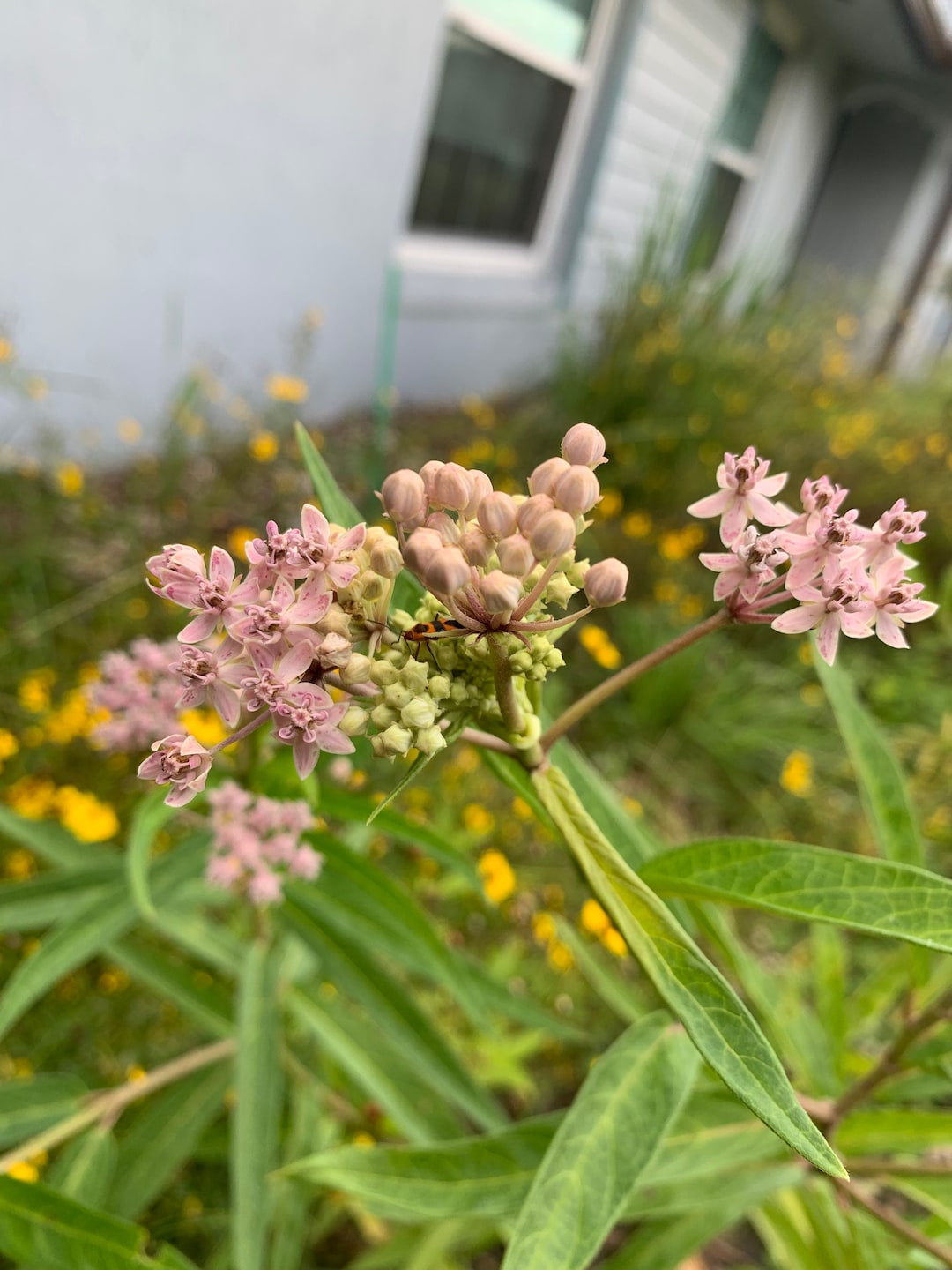 Swamp Milkweed - Asclepias Incarnata - Florida Wildflower - Florida ...