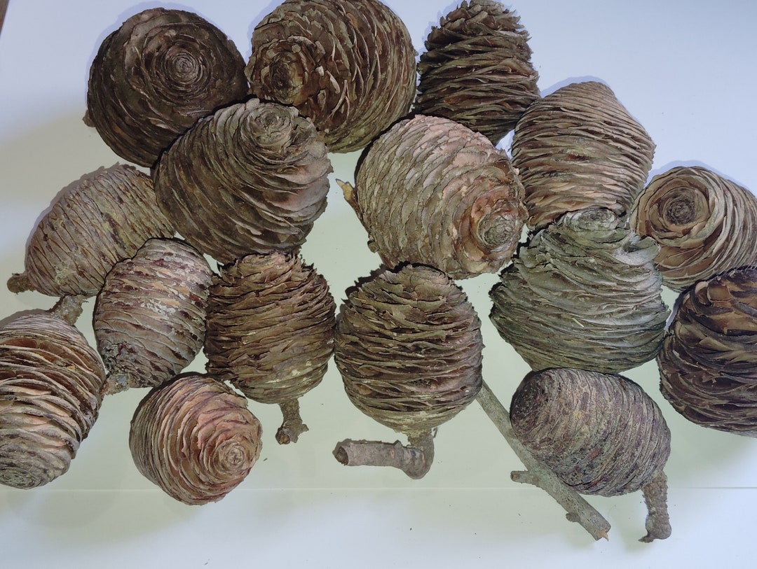 Cedar Cones From Lebanon | Decoration | DIY Projects | Natural and ...