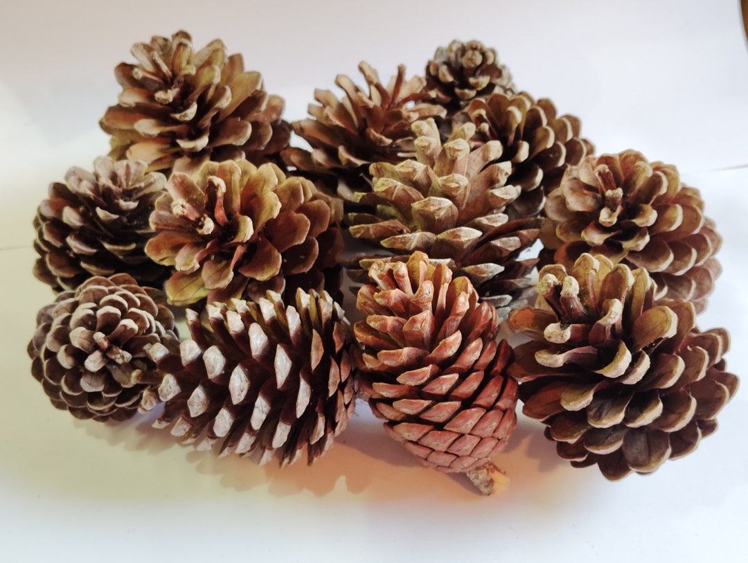 Pineapple Cones Decoration Crafts DIY Projects - Etsy