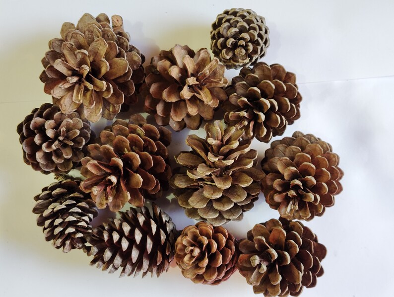 Pineapple Cones | Decoration | Crafts | DIY Projects - Etsy