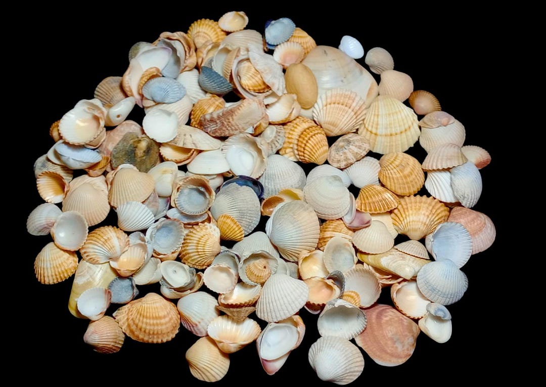 Seashells, a Set of 200 Small Seashells, a Natural Material Ideal for ...