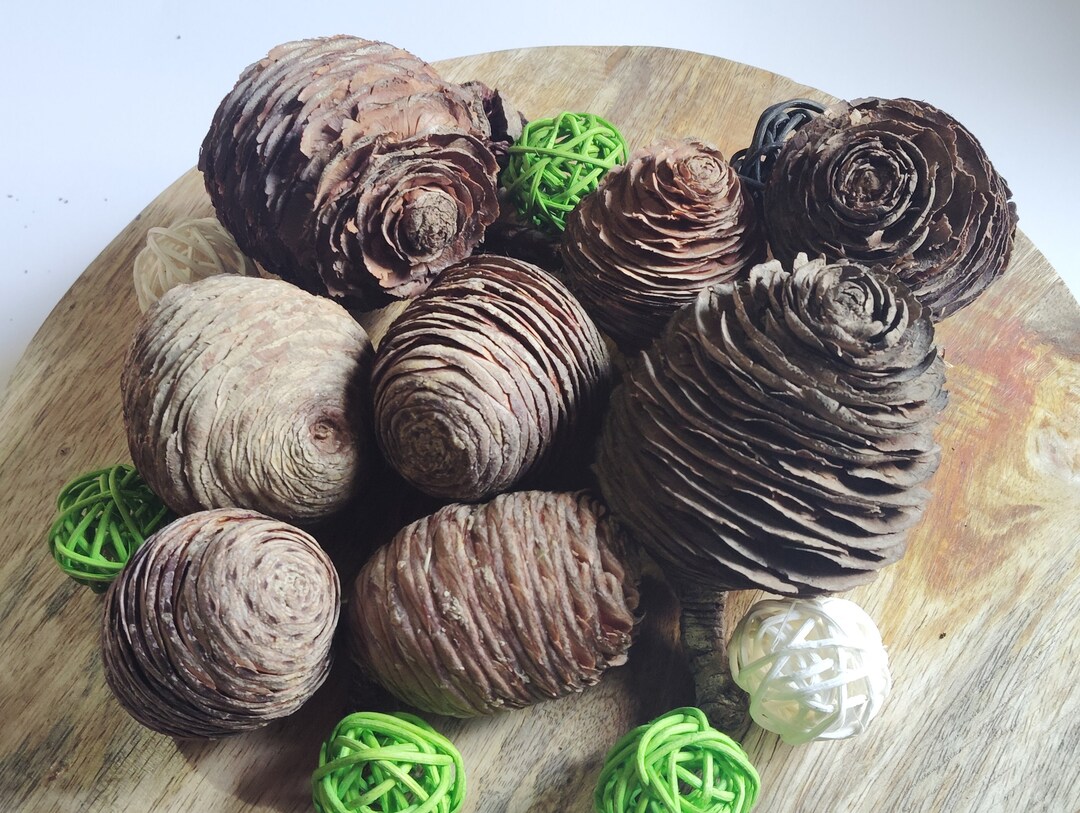 Great Deal Cedar Cones From Lebanon Decoration DIY Projects Natural and ...