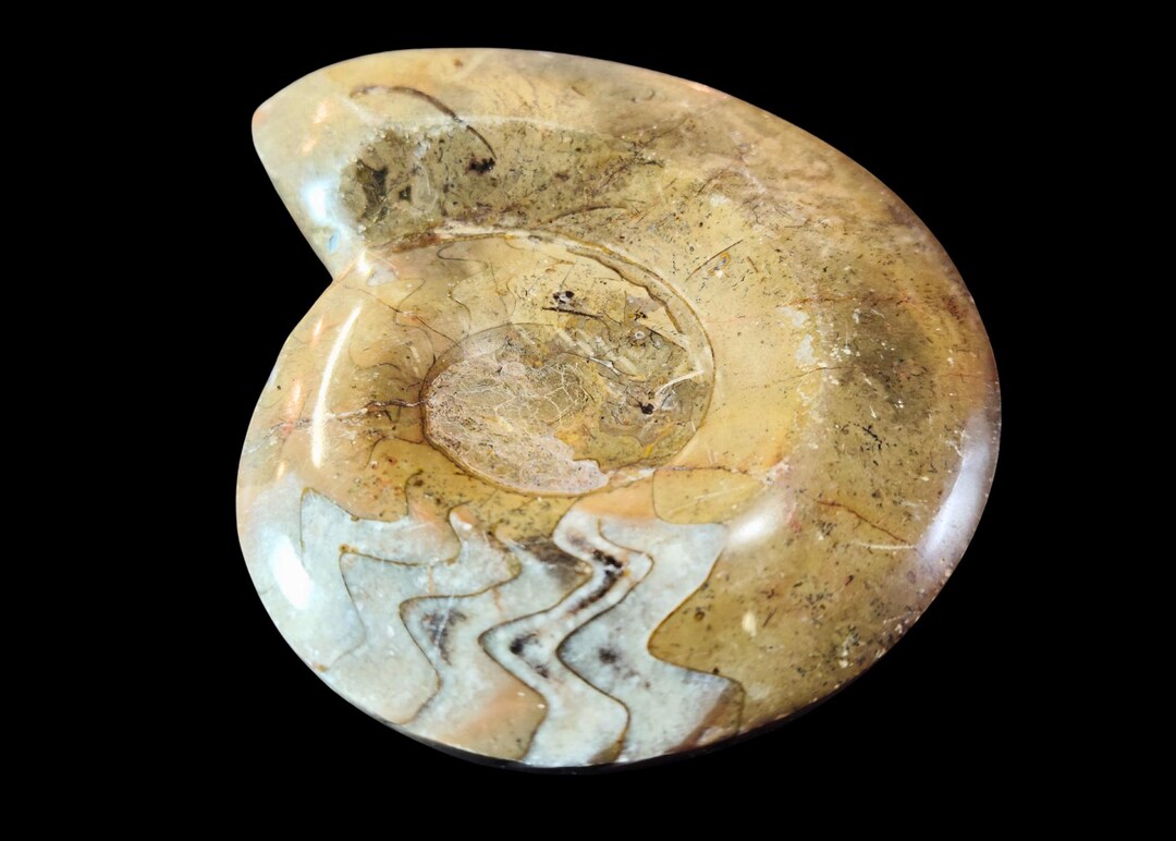Ammonite From Morocco, a Piece for Collecting, Decoration or Spiritual ...