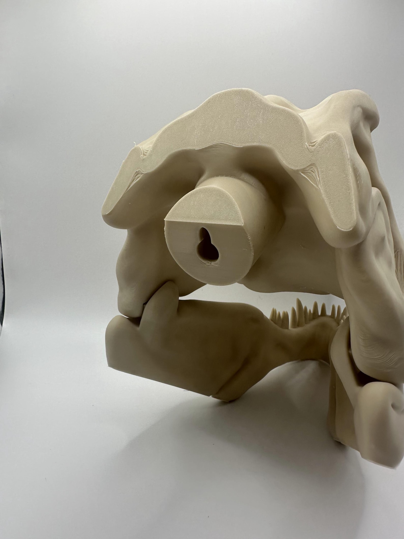 XL 3D Printed T-rex Skull Wall Mount: Dinosaur Decor - Etsy UK