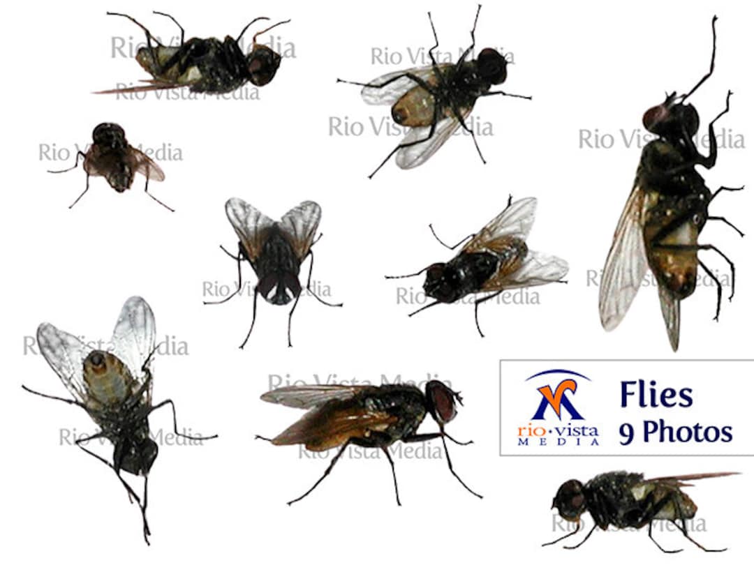 Flies | Fly | Insect | Bug | Food Vultures - Clipart Design - Graphic ...