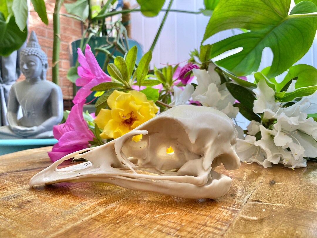 Emu Skull Replica - High-detail Bird Anatomy Display, 7” Long, Perfect ...