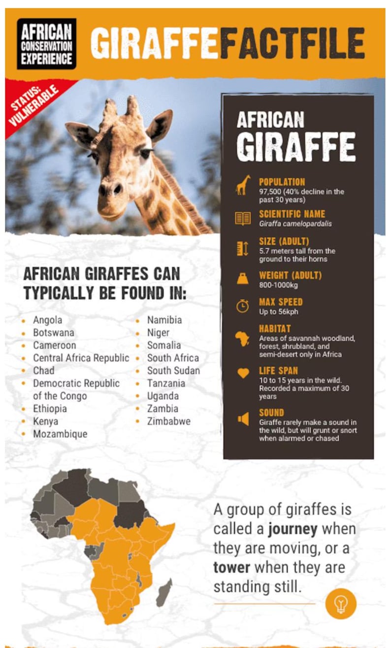 3D Printed Giraffe Skull Replica: Museum-quality Animal Skull Model - Etsy