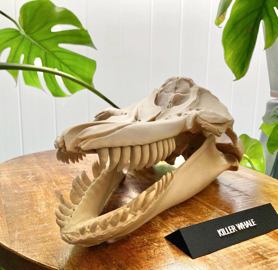 Orca Killer Whale Skull Replica – 8” to 16” Orca Model With Nameplate ...