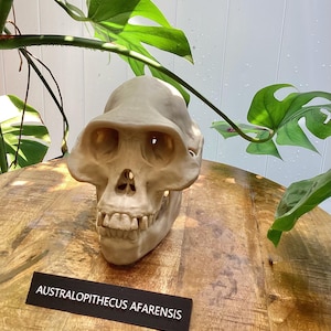 Lucy Skull Replica (australopithecus Afarensis) – Life-size 3D Printed ...