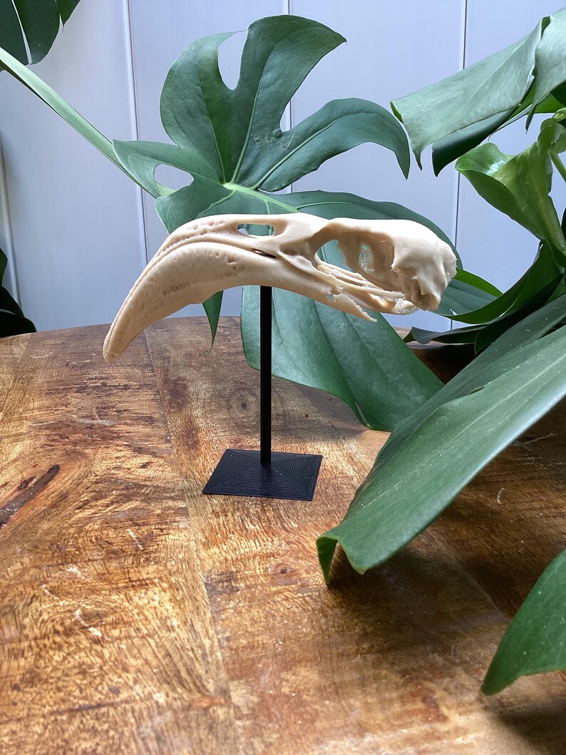 Flamingo Skull Replica – 3D Printed Model With Display Stand - Etsy