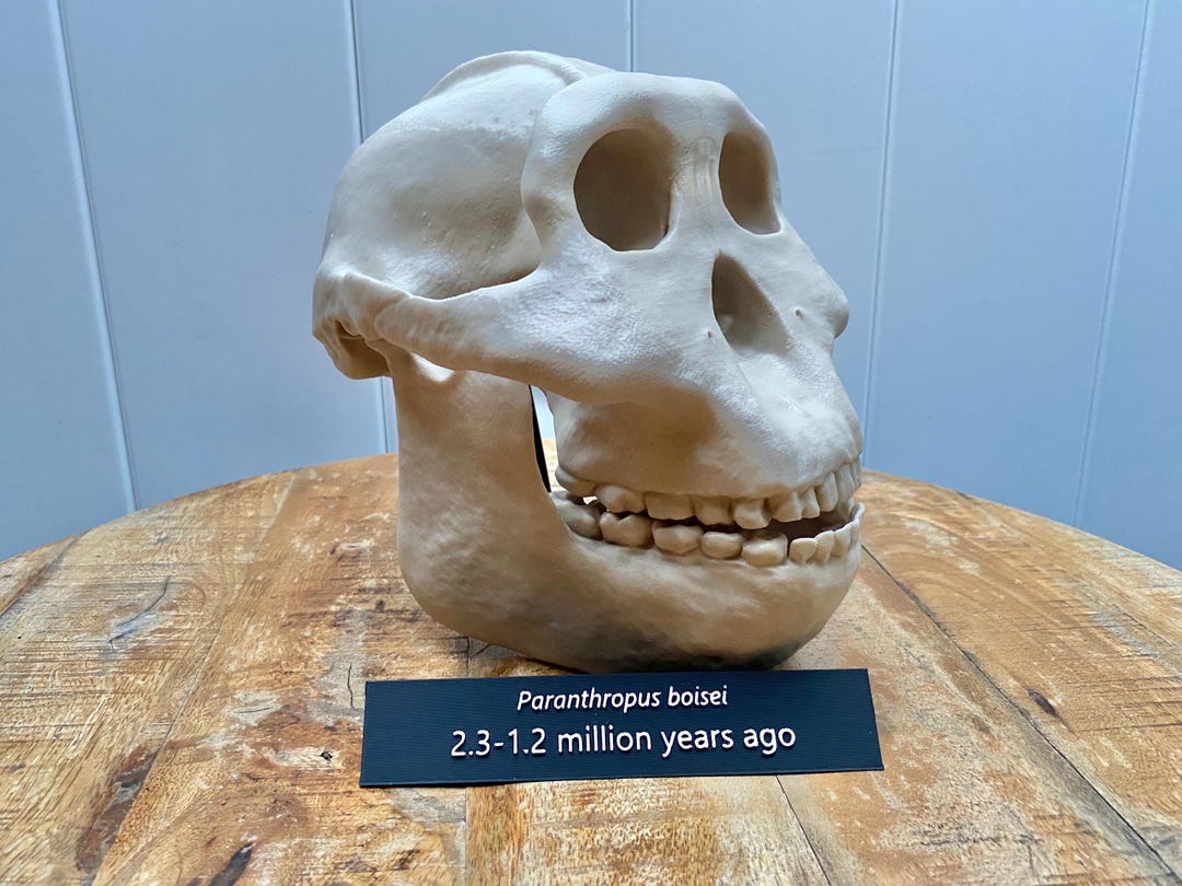 Paranthropus Boisei Skull Replica Human Evolution Fossil Model With 3324