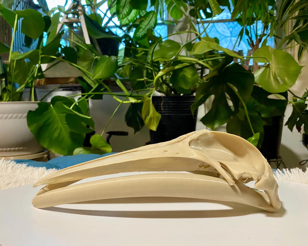 3D Printed Humpback Whale Skull Replica • Marine Biology Model - Etsy