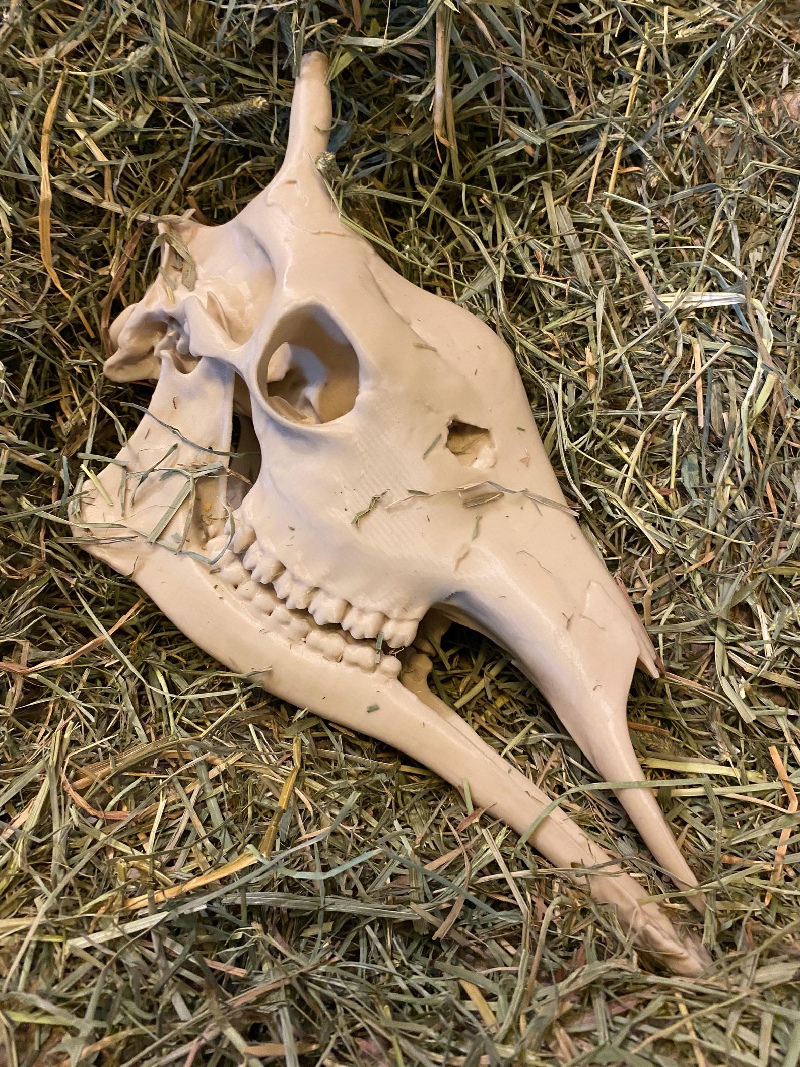 Giraffe Skull Replica Museum-quality 3D Printed Bone PLA Life-size ...